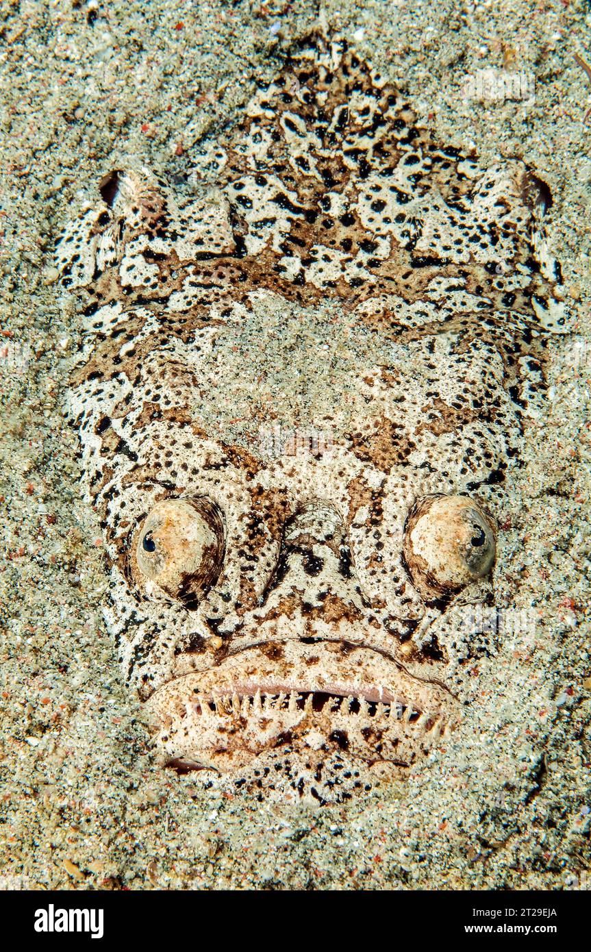 Marbled Stargazer (Uranoscopus bicinctus) with large eyes lurks well ...
