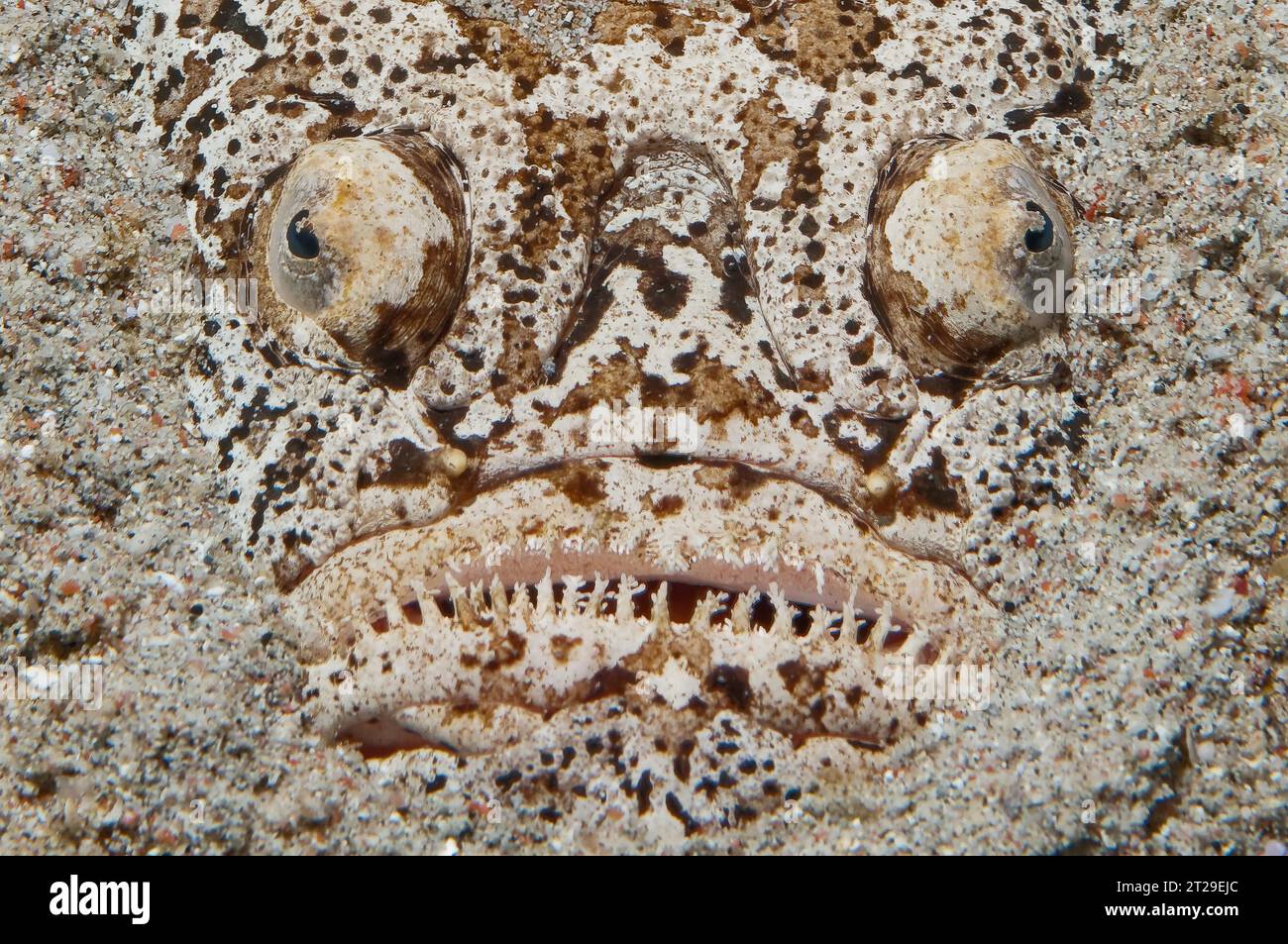 Extreme close-up of head of Marbled Stargazer (Uranoscopus bicinctus ...