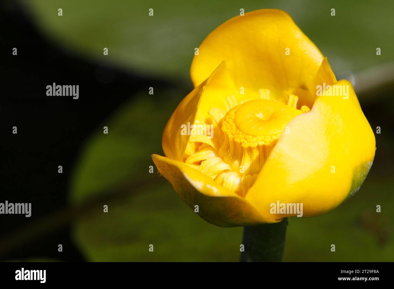 Open flower of a pond-lily (Nuphar), Peene Valley River Landscape ...