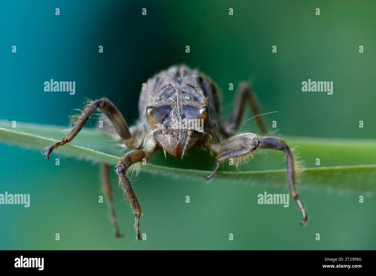 Dragonfly larva in front of hatching on a reed leaf, Peene Valley River ...