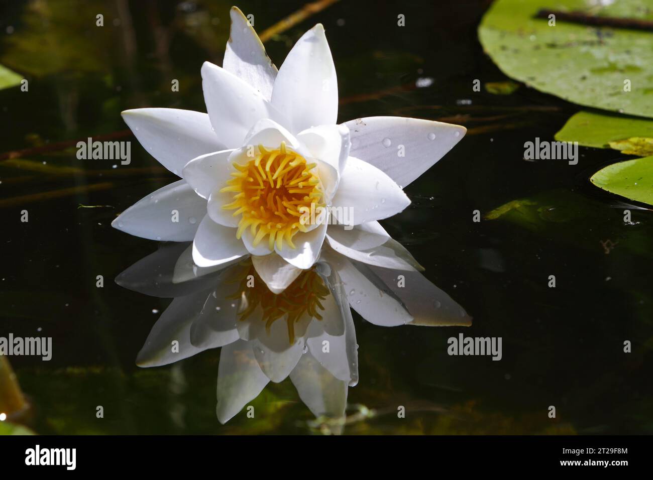 Open flower of a water lily (Nymphaea), Peene Valley River Landscape ...