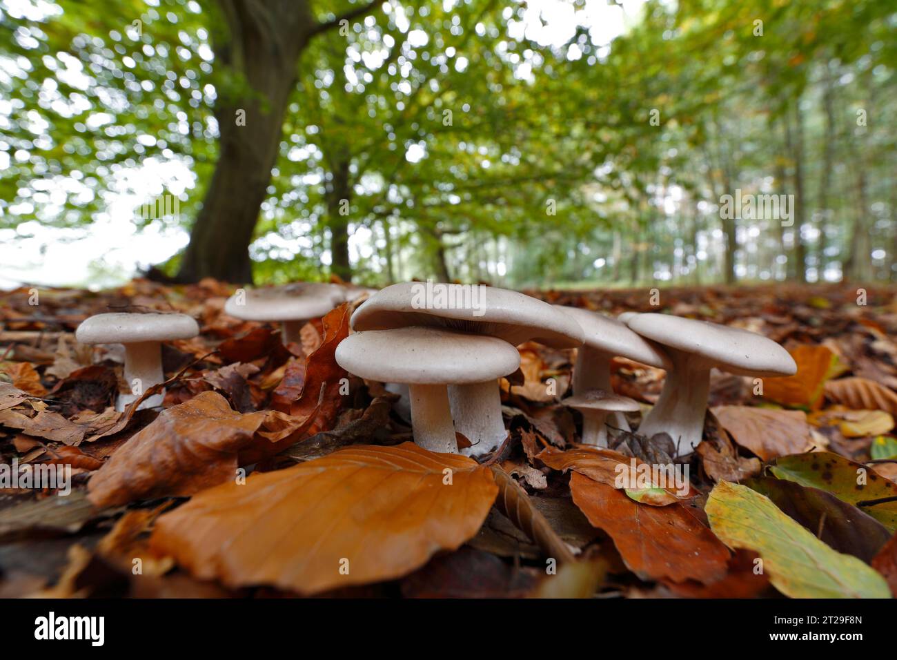 Clouded funnel fungus (Clitocybe nebularis), grey cap (syn. Lepista ...