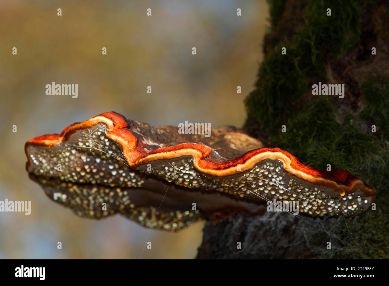 Red banded polypore (Fomitopsis pinicola), Peene Valley River Landscape ...