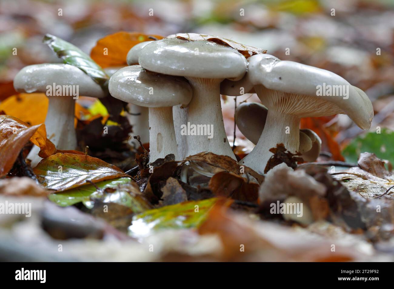 Clouded funnel fungus (Clitocybe nebularis), grey cap (syn. Lepista ...