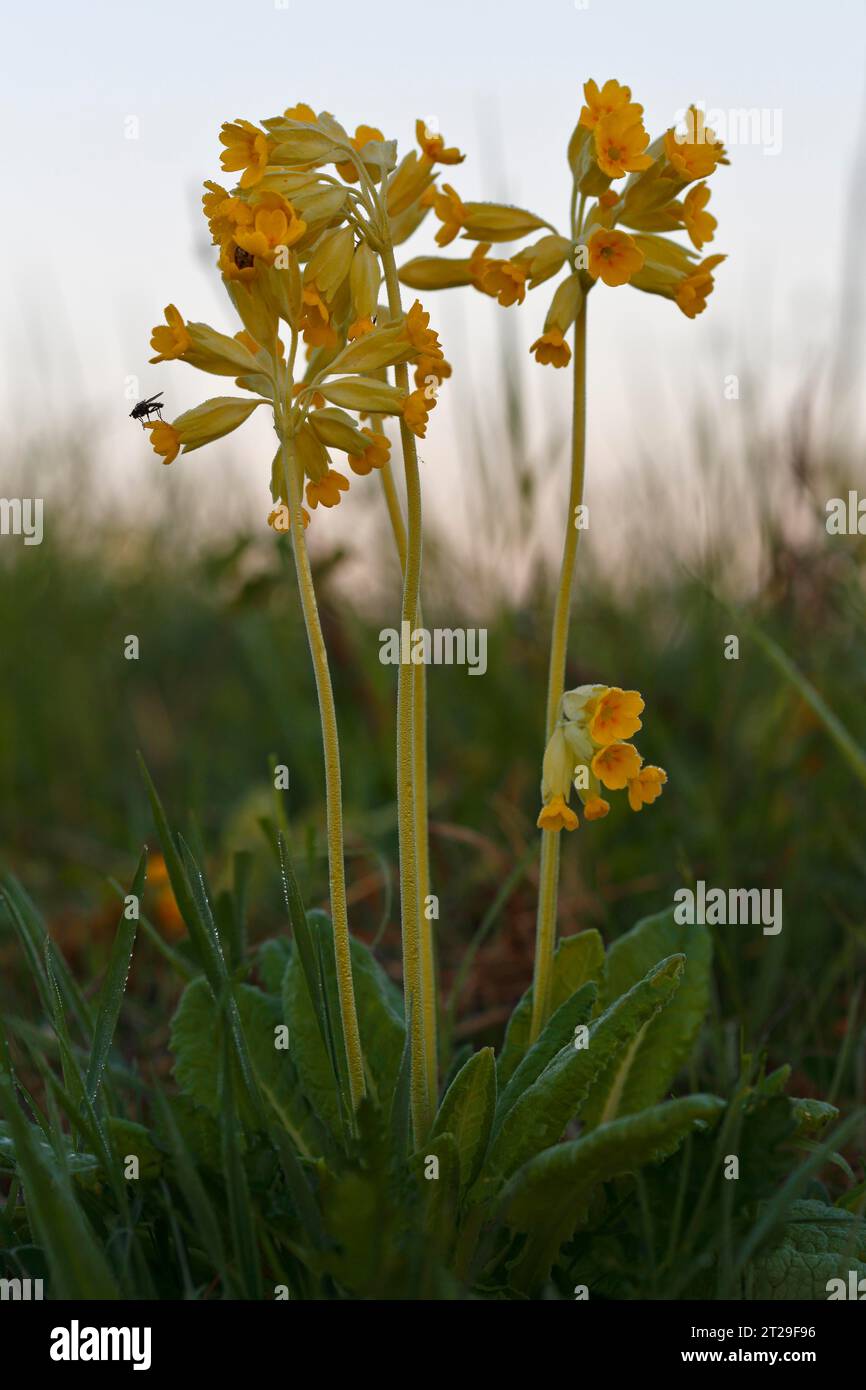 Common cowslip (Primula veris) (synonym: Primula officinalis), flower ...