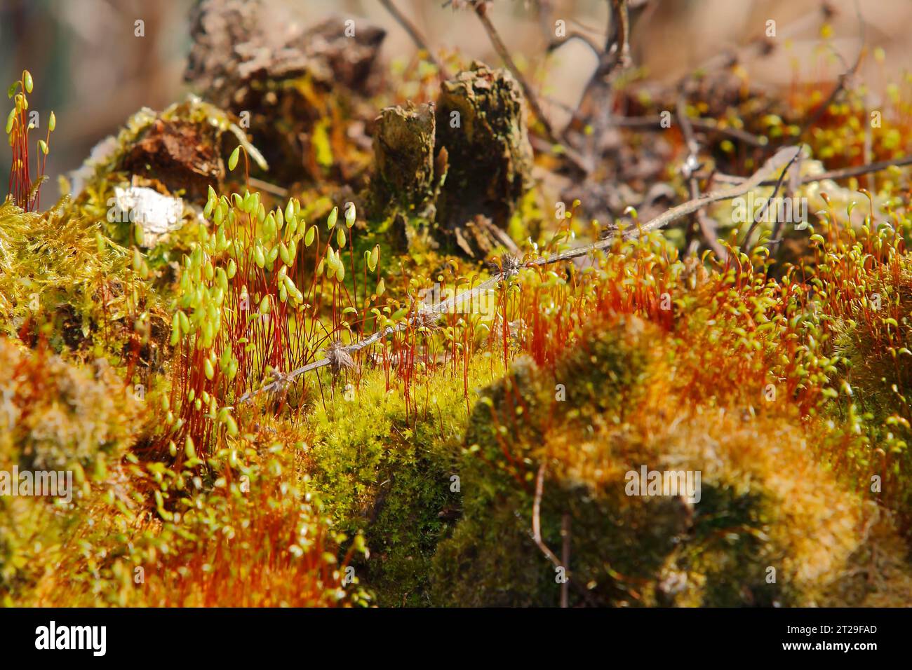 Spore capsules of the golden lady's moss (Polytrichum commune) on ...