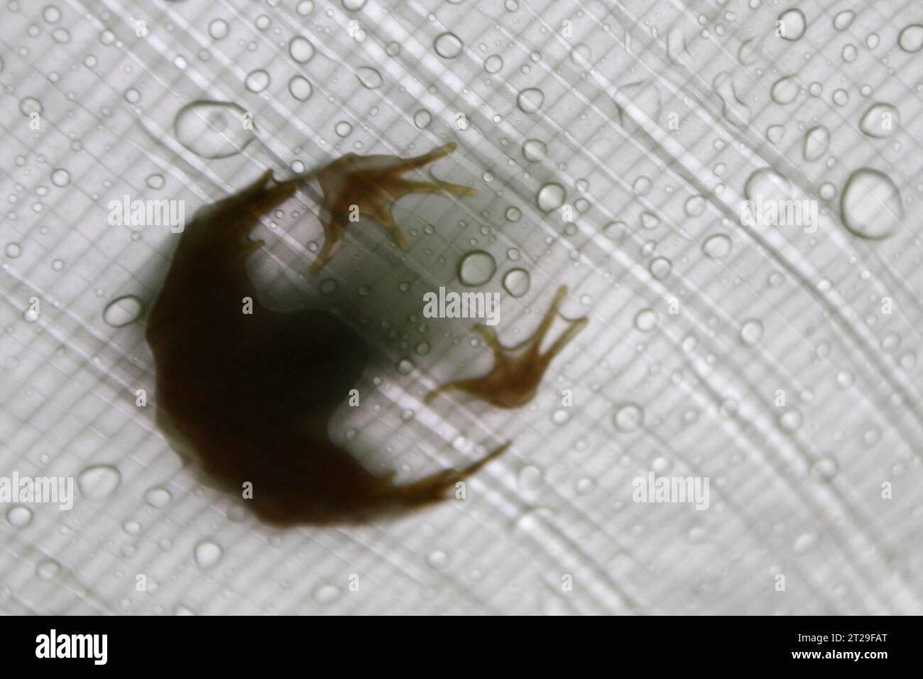 Frog on a rain tarp after the rain, underside of a frog photographed ...