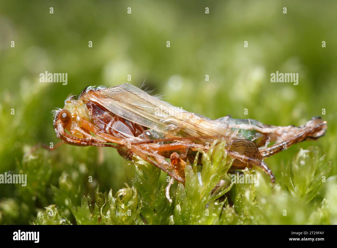 Lacewing (Chrysoperla carnea) (Neuroptera) during hatching, Mueritz ...