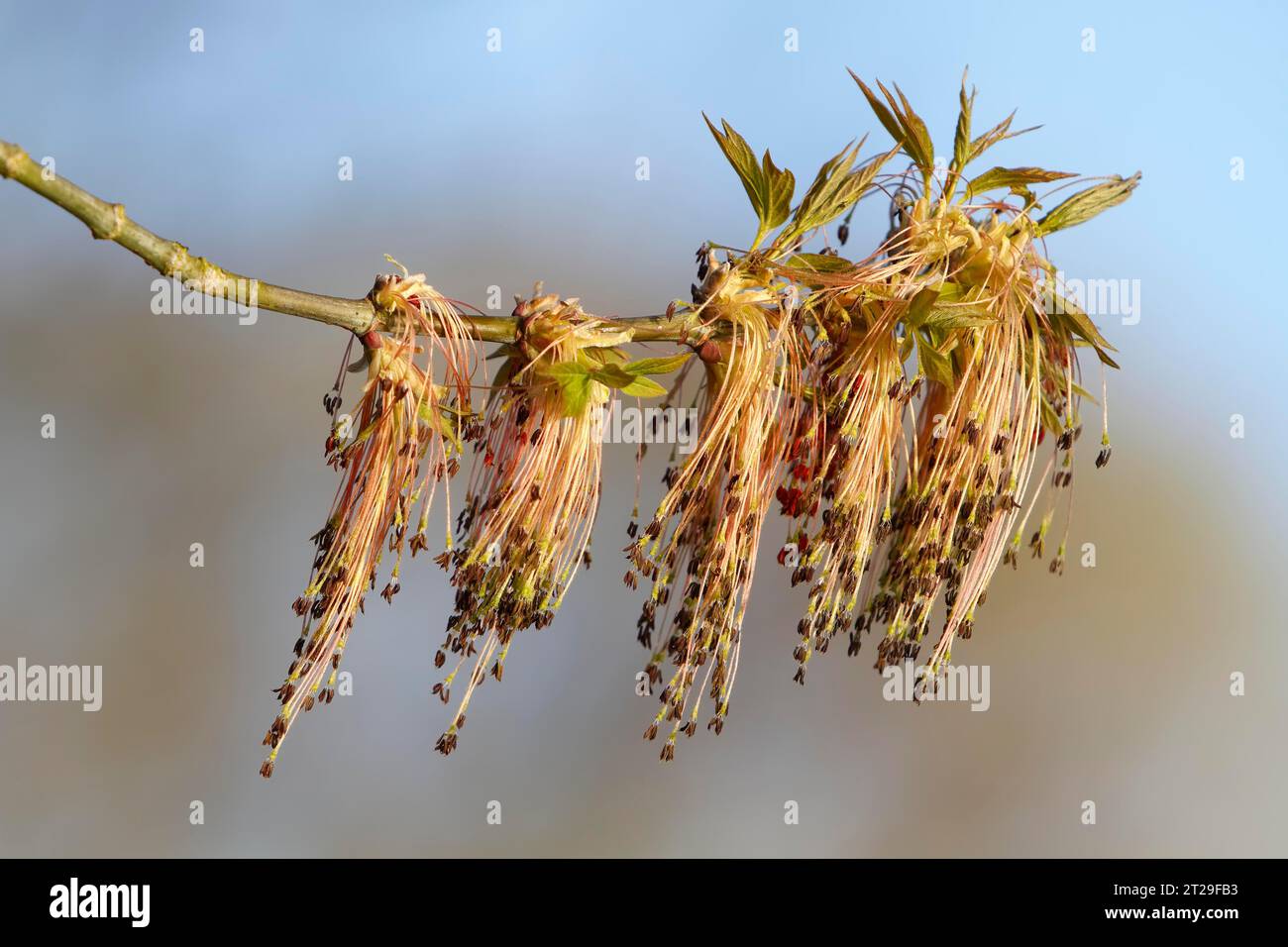 Seed stand of manitoba maple (Acer negundo), neophyte, Peene Valley ...