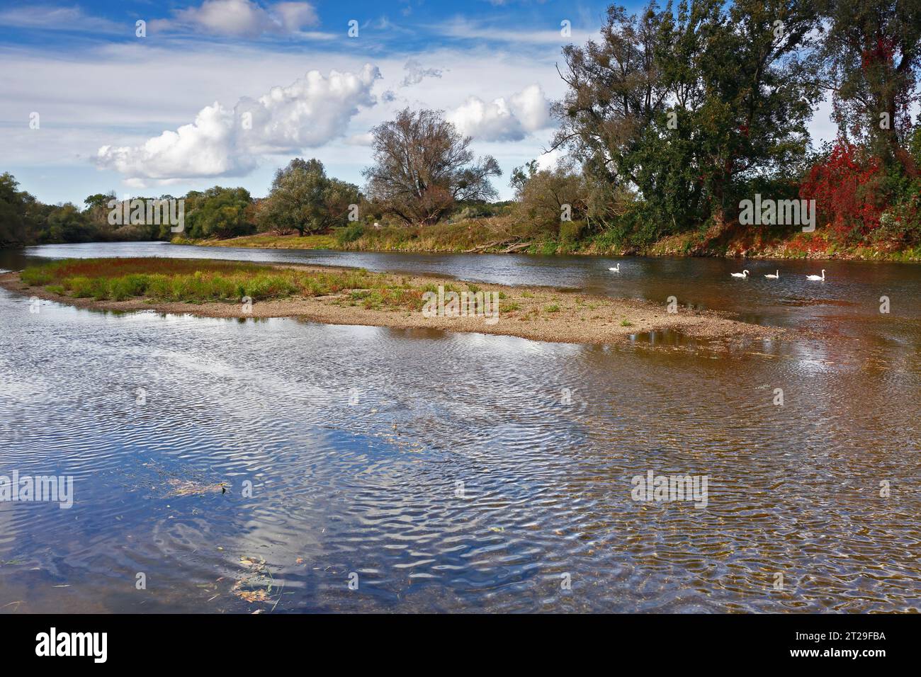 Gravel bank in the Mulde River, natural river, habitat for rare birds ...