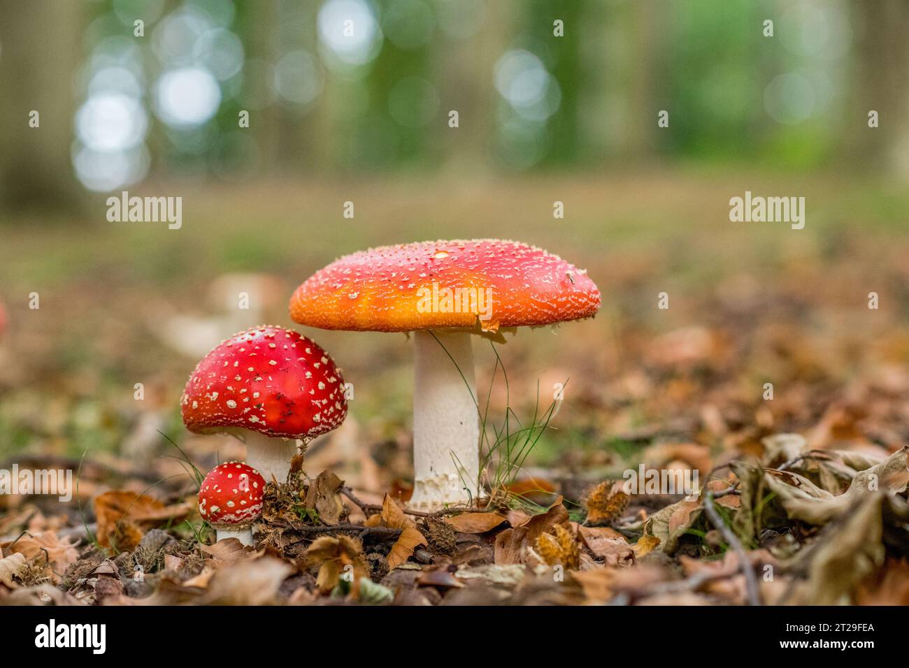Fly Agaric fungi or toadstool Stock Photo - Alamy