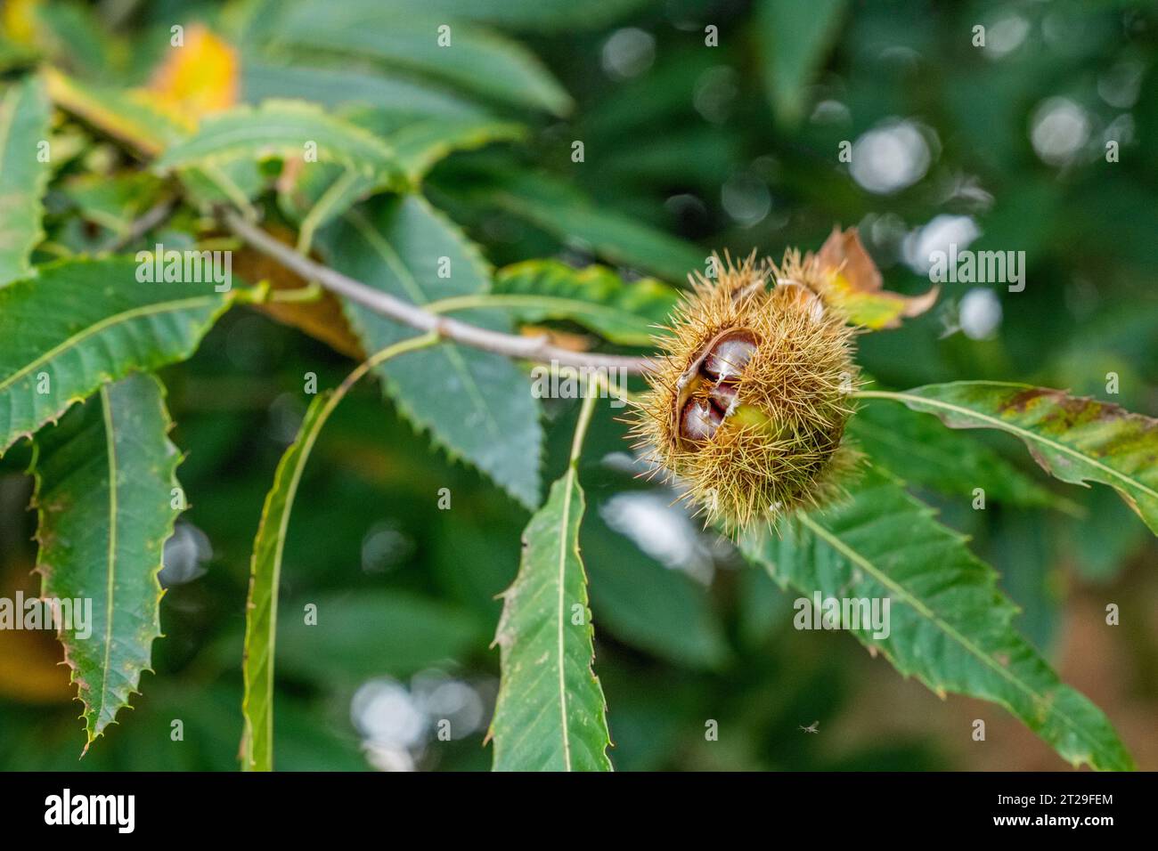 Sweet Chestnuts in their prickly outer protection Stock Photo - Alamy