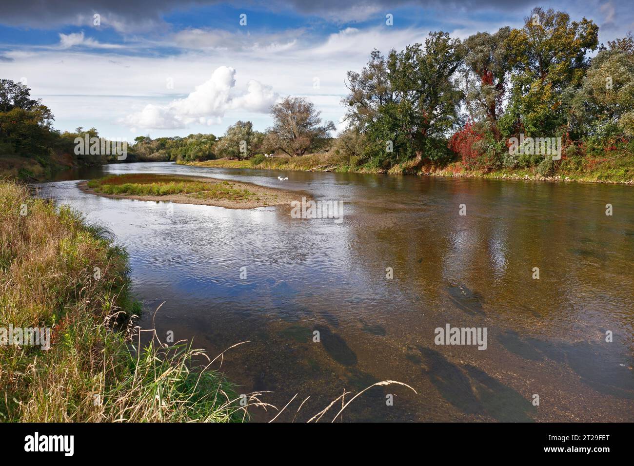 Gravel bank in the Mulde River, natural river, habitat for rare birds ...