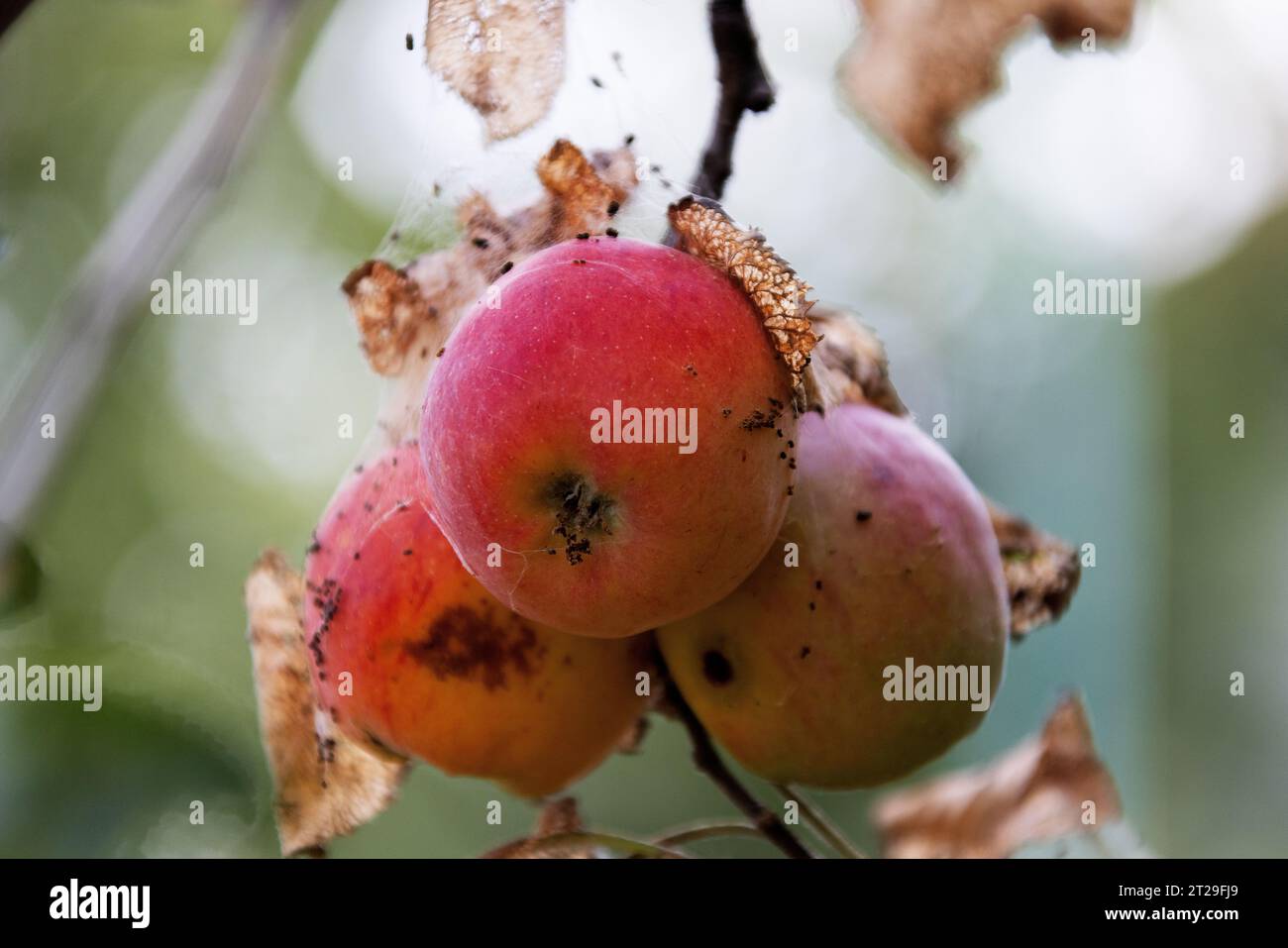 Caterpillars of codling moth, apple stoat, in silky web on an apple ...