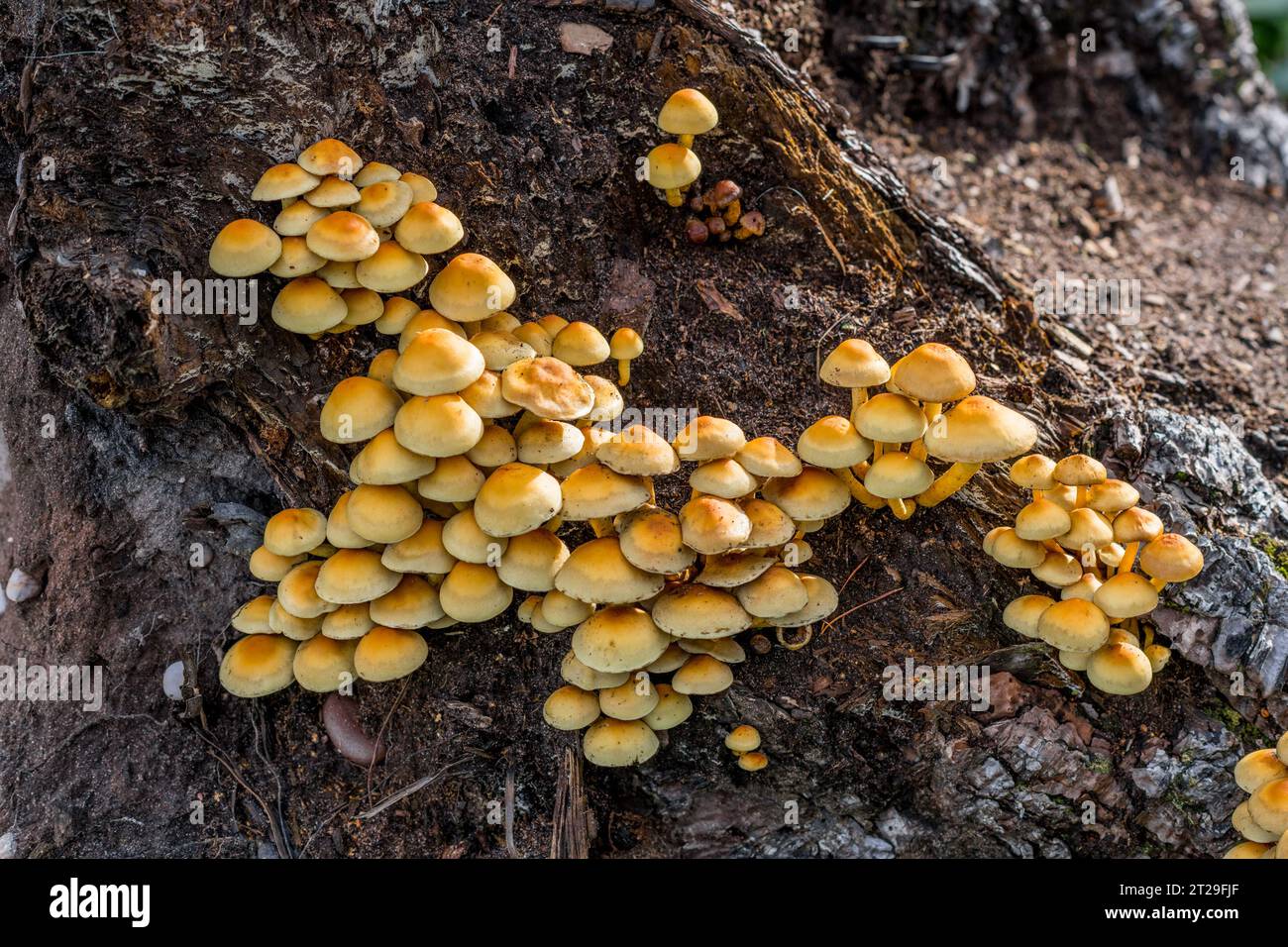 The Sulphur Tuft or clustered woodlover (Hypholoma fasciculare) on the ...