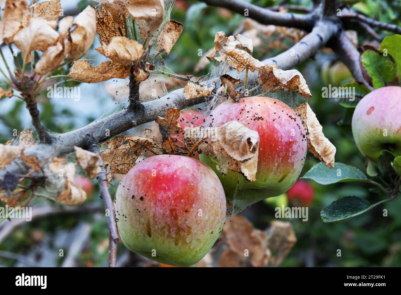 Caterpillars of codling moth, apple stoat, in silky web on an apple ...