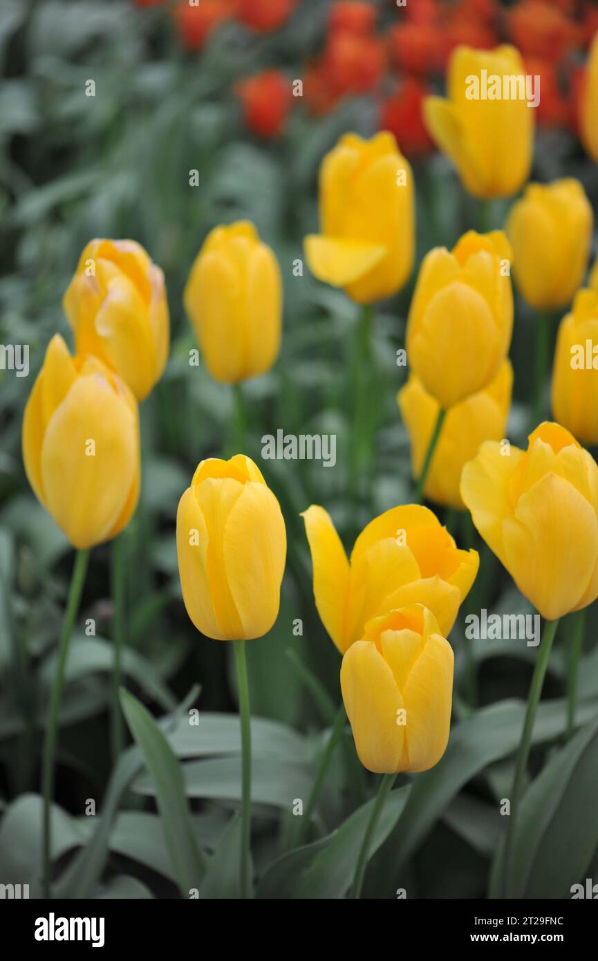Yellow Single Late tulips (Tulipa) Big Smile bloom in a garden in April ...