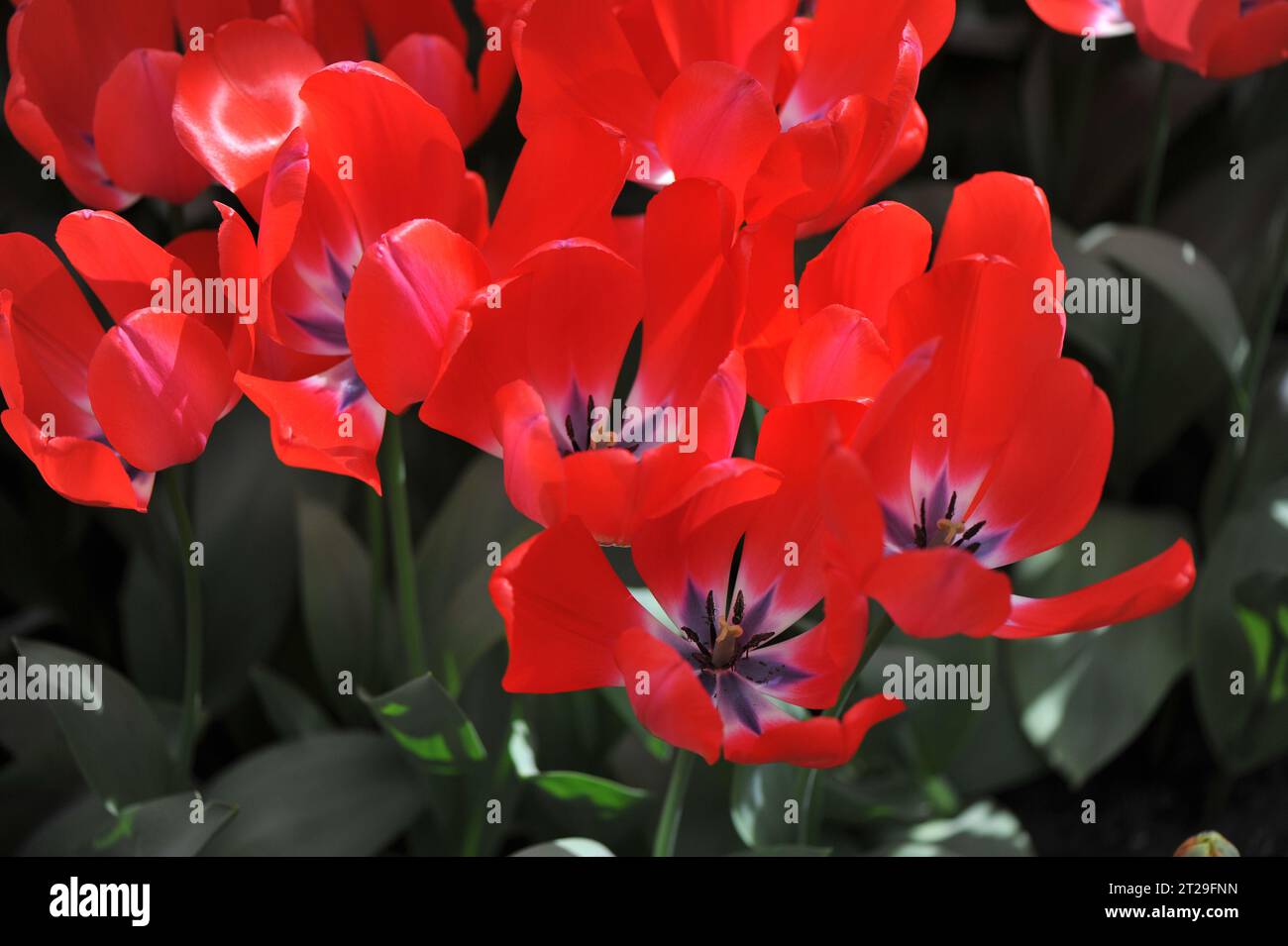 Red and white Triumph tulips (Tulipa) Bingo bloom in a garden in April ...