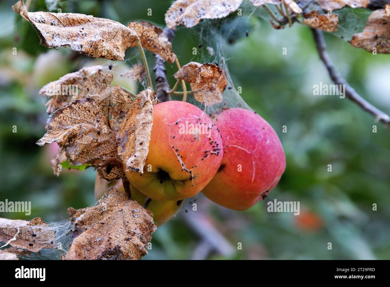 Caterpillars of codling moth, apple stoat, in silky web on an apple ...