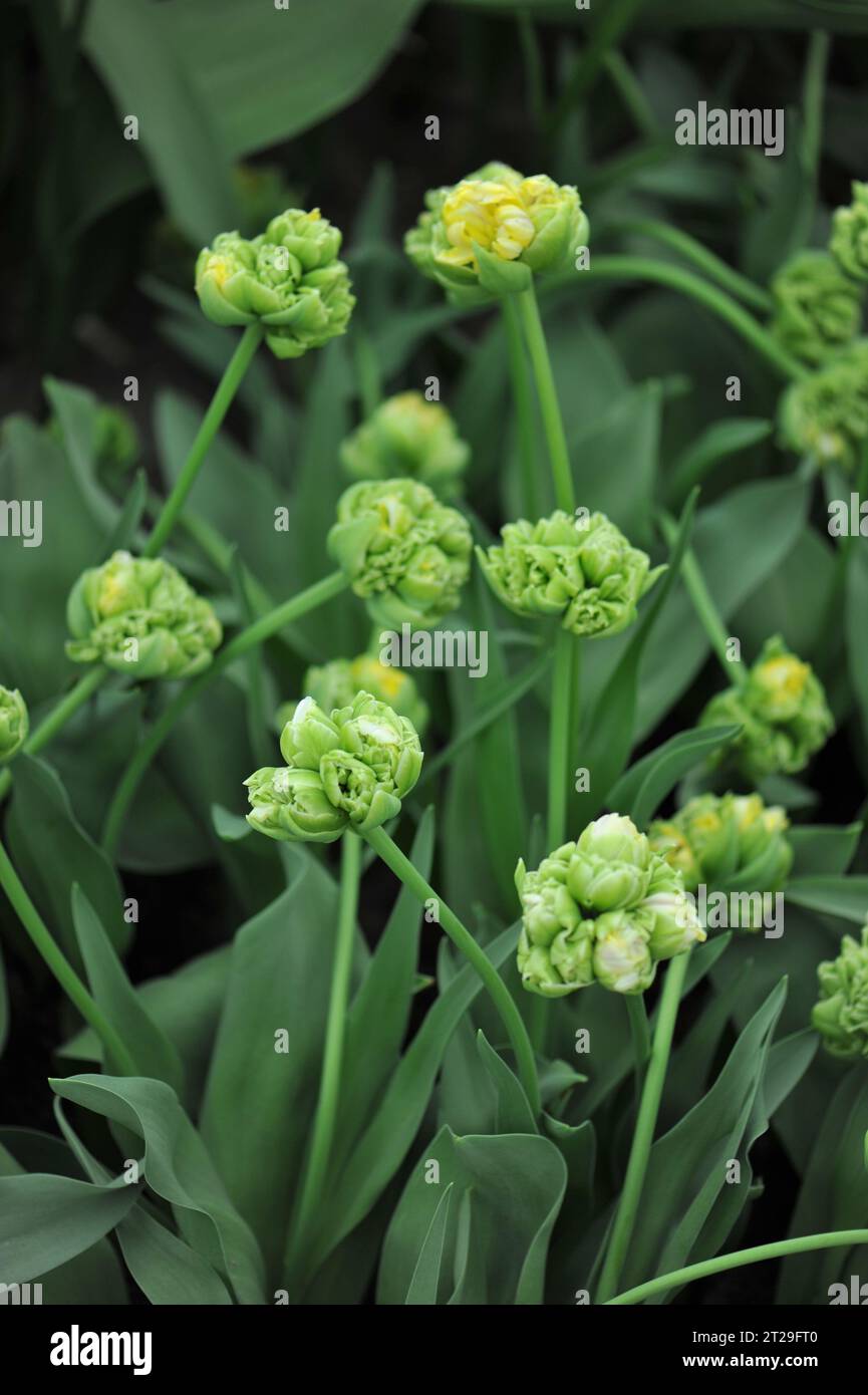 Creamy yellow multi-flowered Double Late tulips (Tulipa) Blushing ...