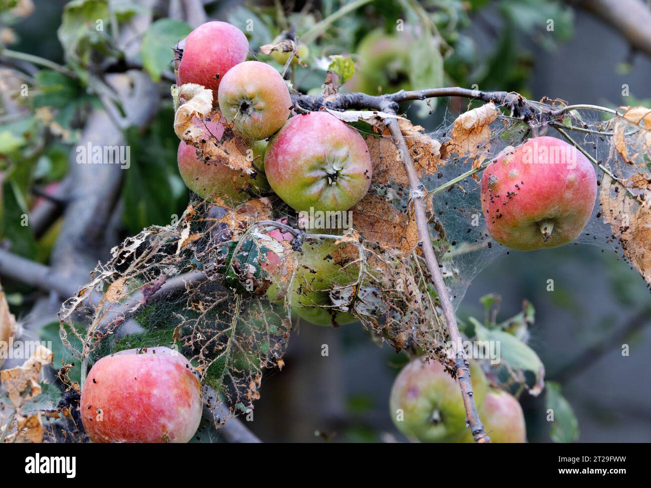 Caterpillars of codling moth, apple stoat, in silky web on an apple ...
