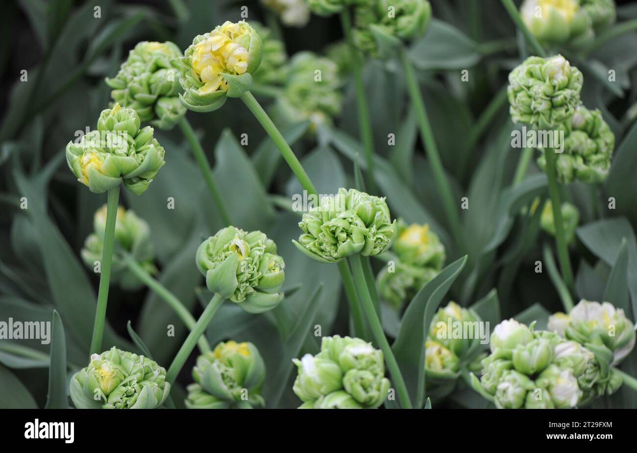 Creamy yellow multi-flowered Double Late tulips (Tulipa) Blushing ...