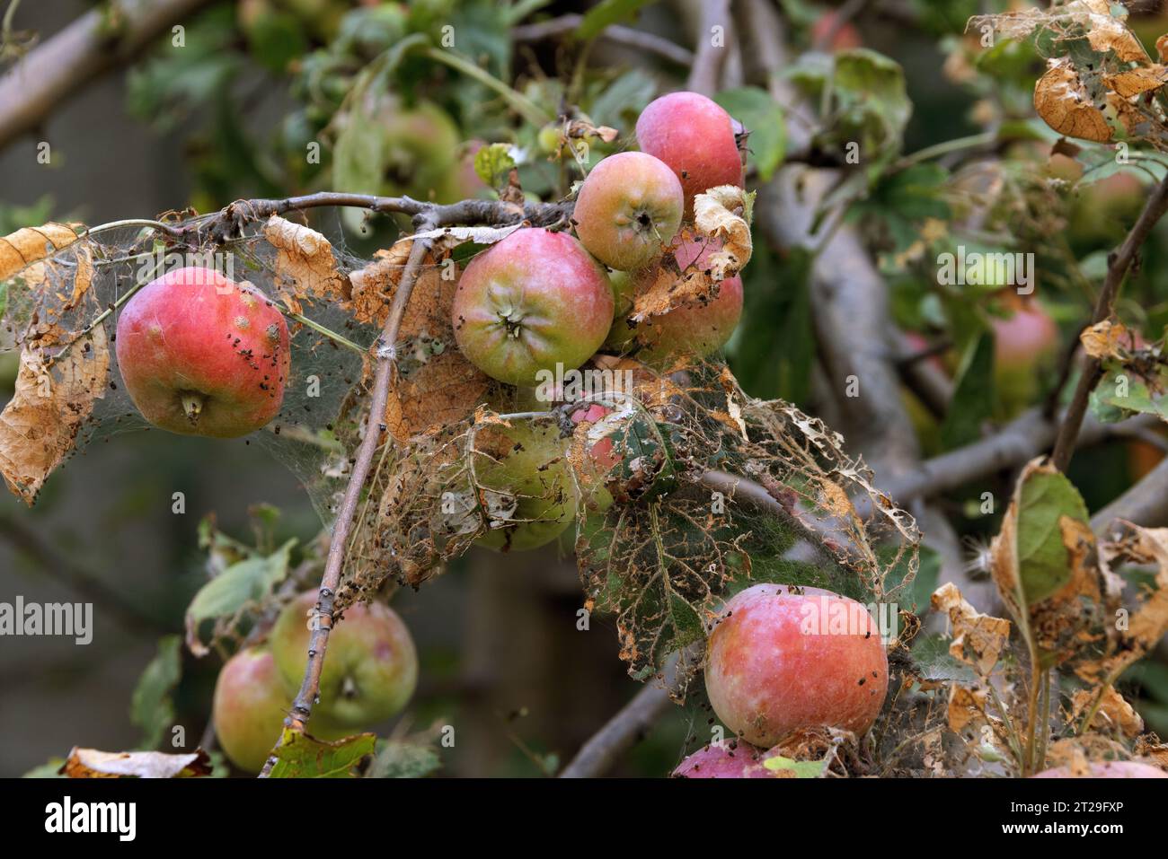 Caterpillars of codling moth, apple stoat, in silky web on an apple ...