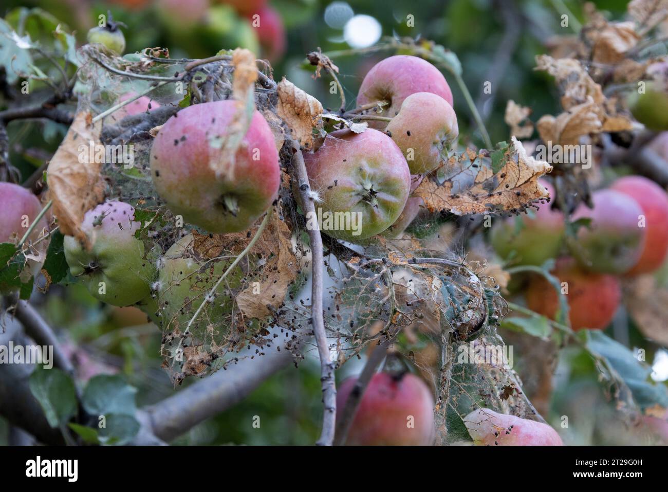 Caterpillars of codling moth, apple stoat, in silky web on an apple ...
