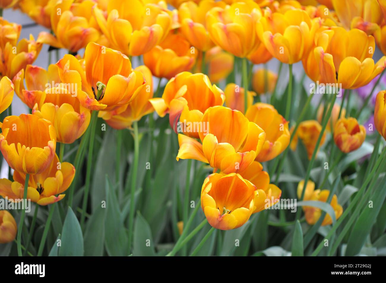 Orange Triumph tulips (Tulipa) Bronze Perfection bloom in a garden in ...