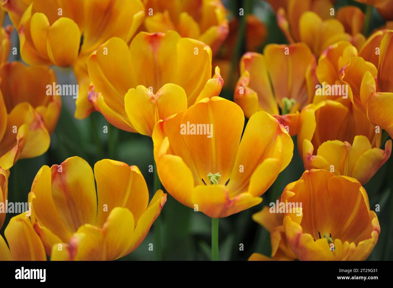 Orange Triumph tulips (Tulipa) Bronze Perfection bloom in a garden in ...