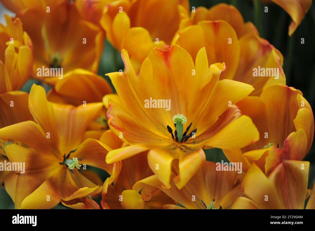 Orange Triumph tulips (Tulipa) Bronze Perfection bloom in a garden in ...