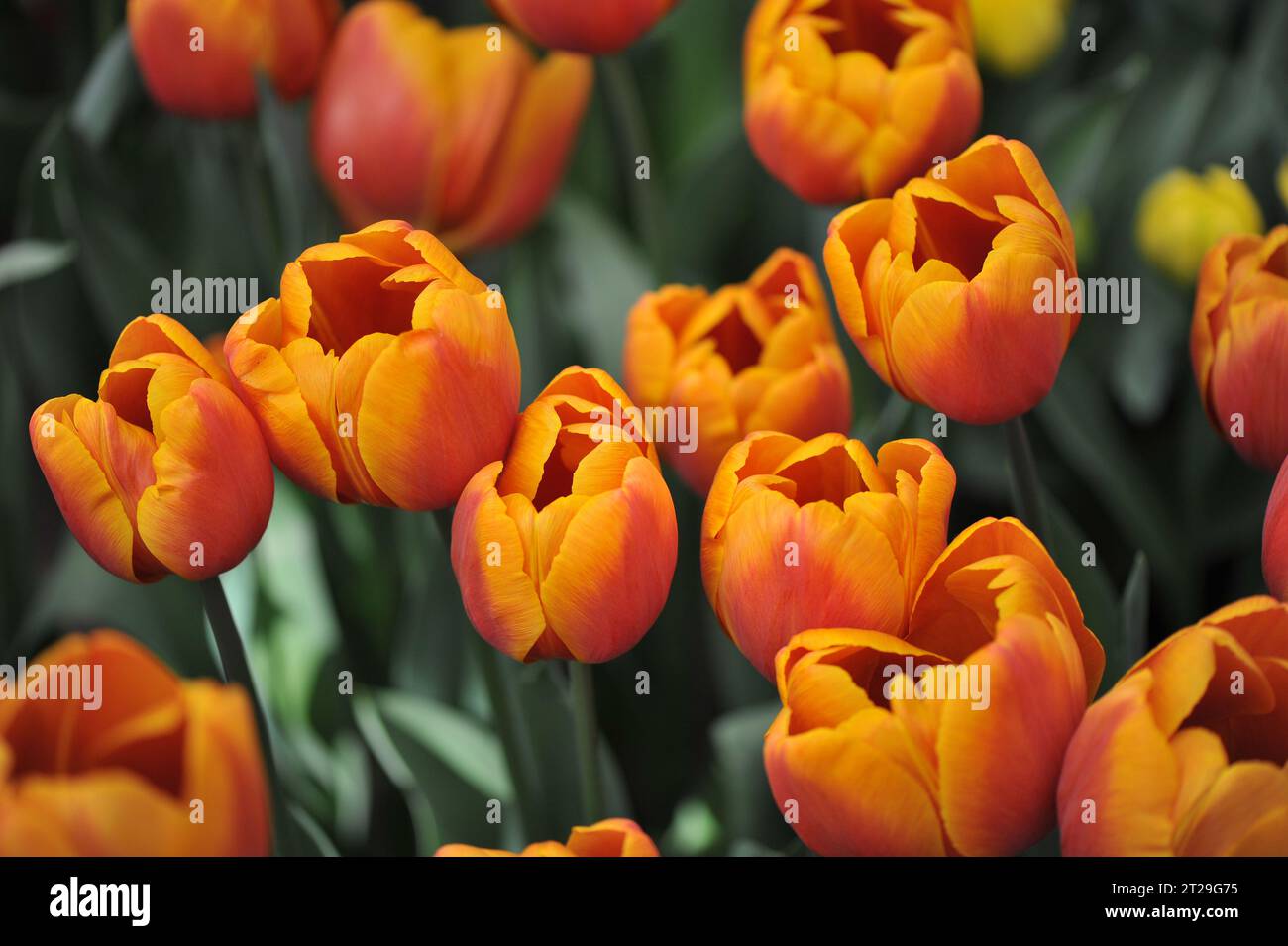 Orange Triumph tulips (Tulipa) Bronze Perfection bloom in a garden in ...