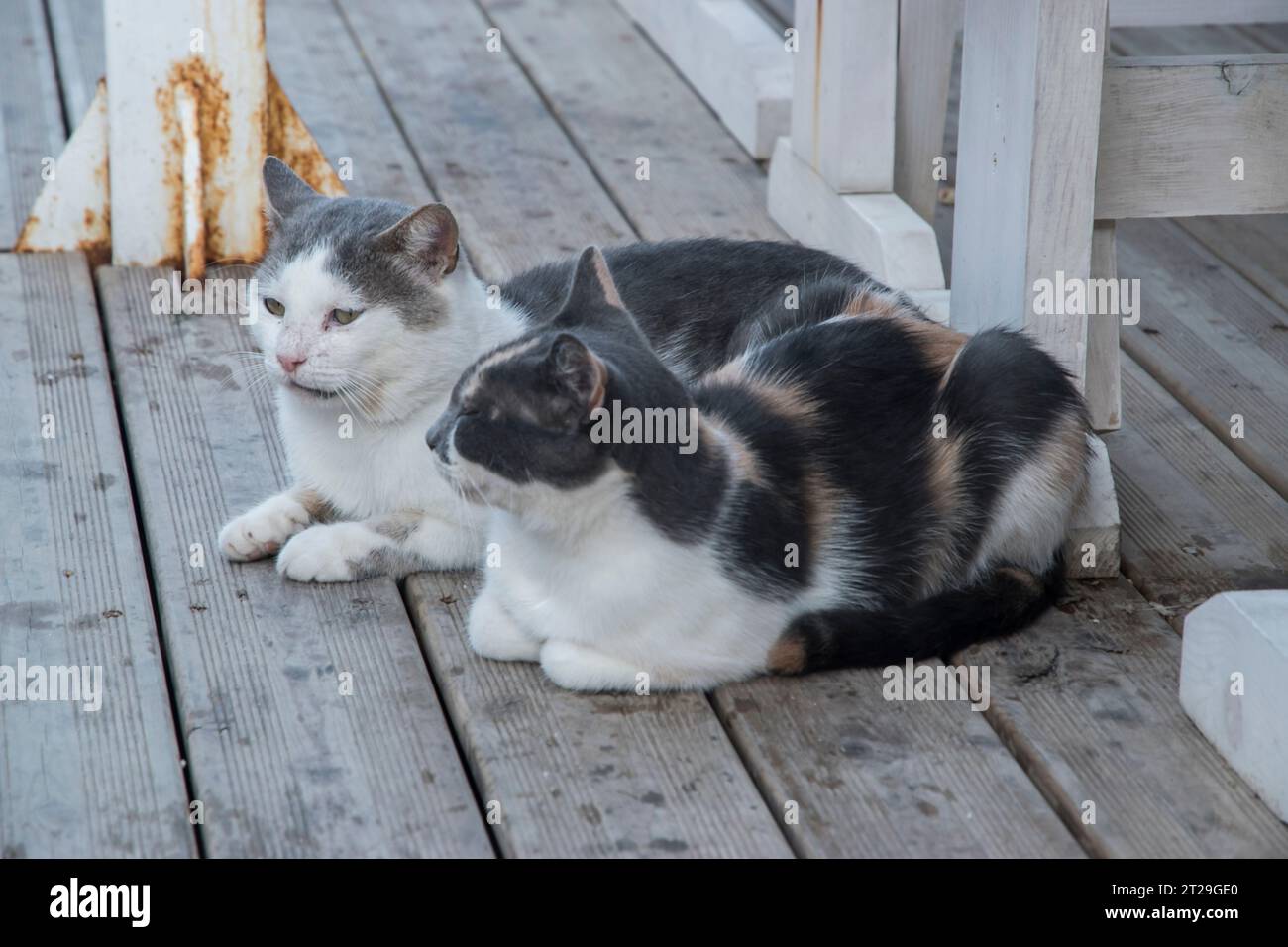 Pets tables hi-res stock photography and images - Alamy