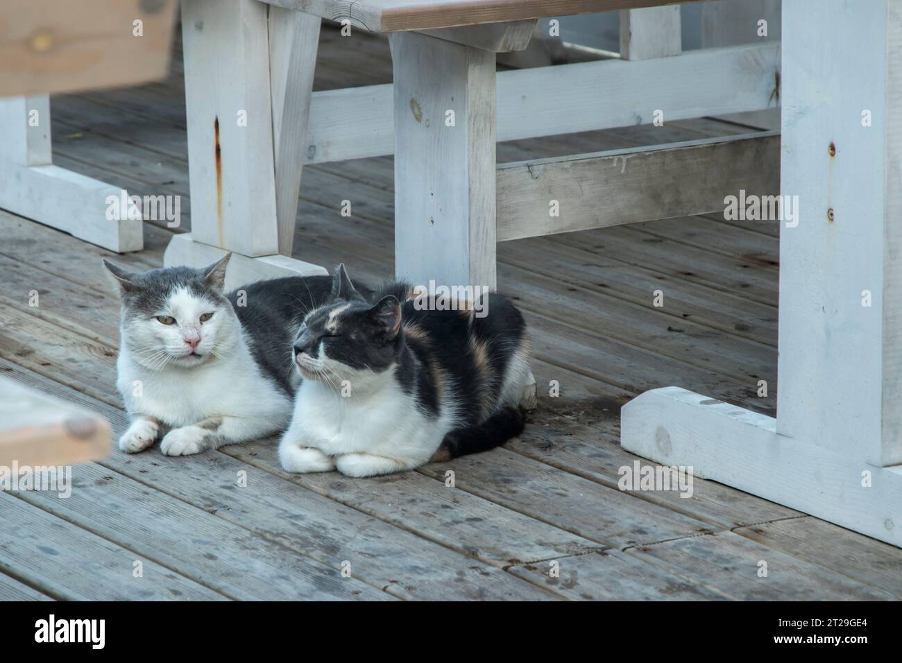 Pets tables hi-res stock photography and images - Alamy