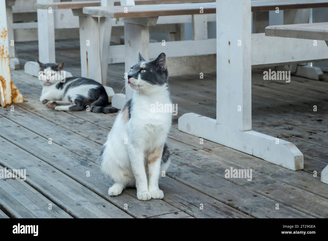 Pets tables hi-res stock photography and images - Alamy