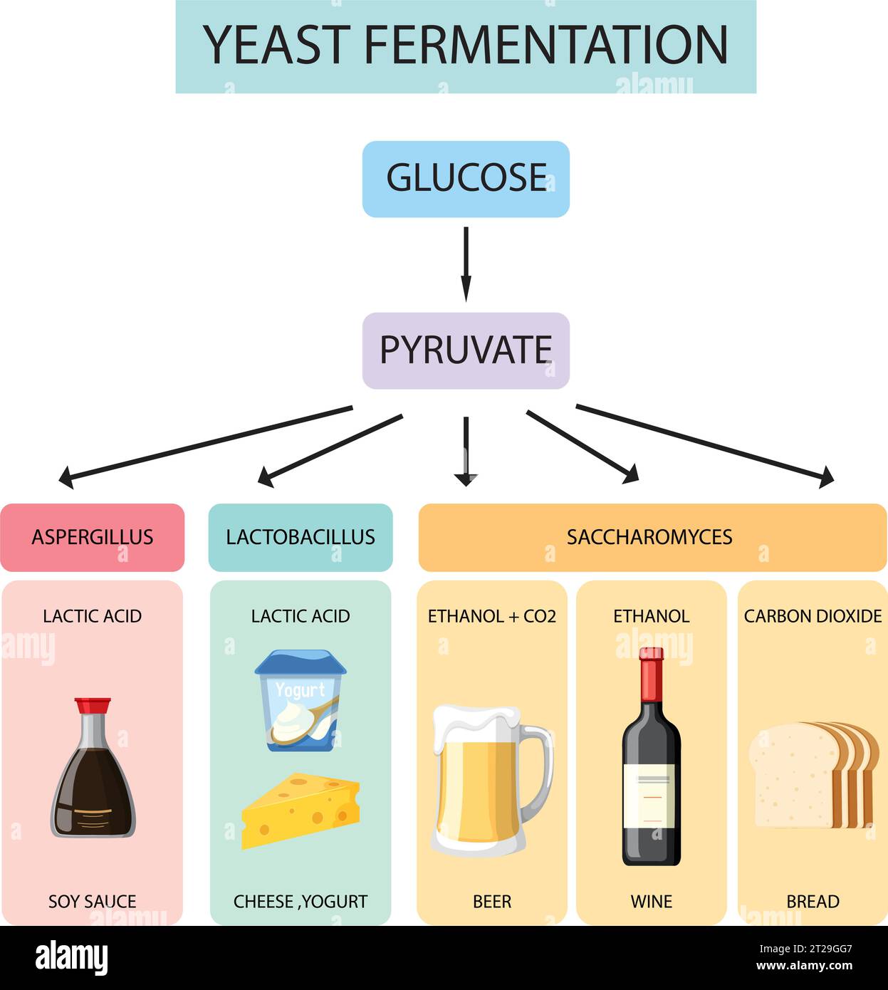 Yeast Fermentation Diagram