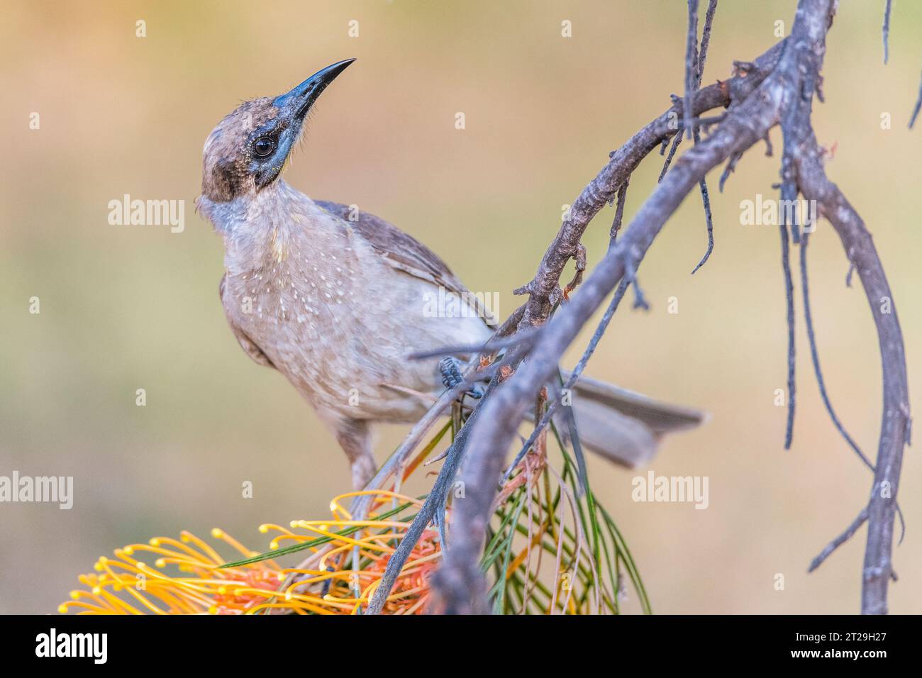 little friarbird (Philemon citreogularis), also known as the little ...