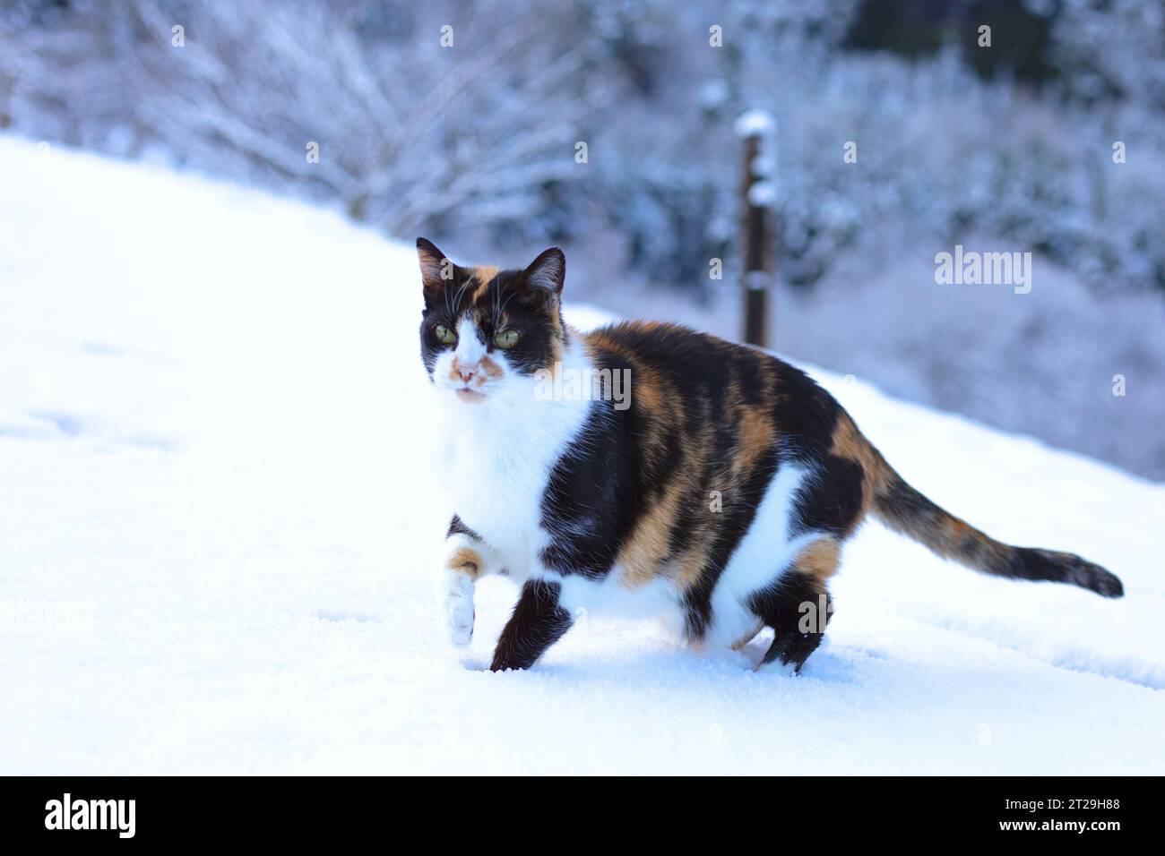 senior tricolour cat ready to take the next step in a snowy winter ...