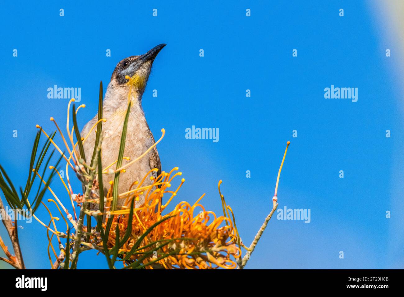 little friarbird (Philemon citreogularis), also known as the little ...