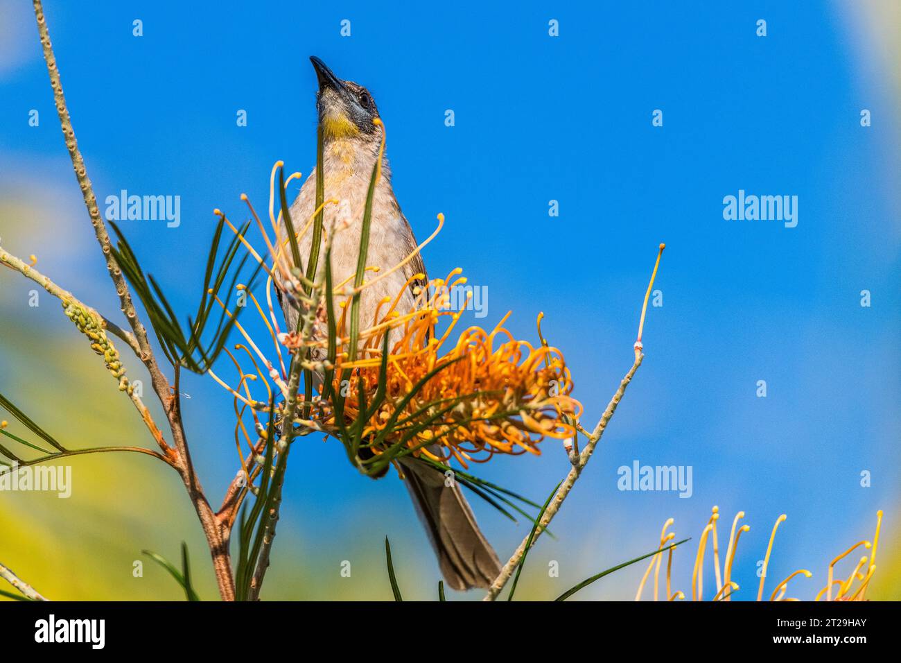 little friarbird (Philemon citreogularis), also known as the little ...