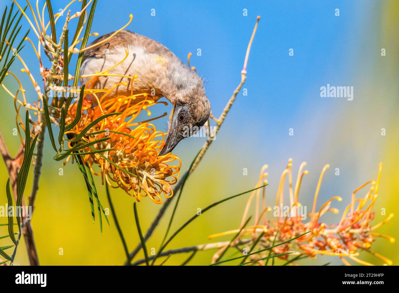 little friarbird (Philemon citreogularis), also known as the little ...