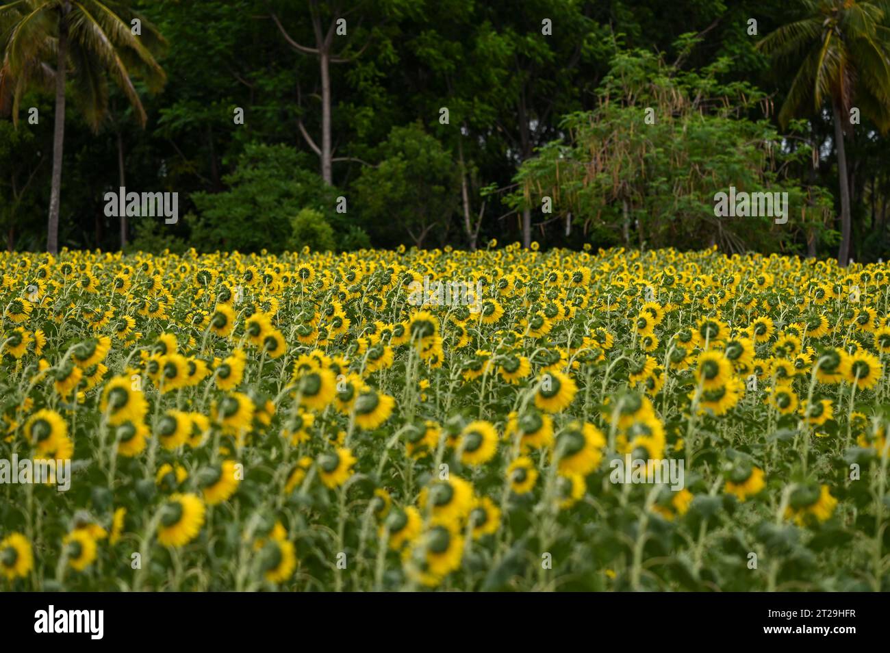 field of sunflowers in summer from Karnataka, India Stock Photo - Alamy