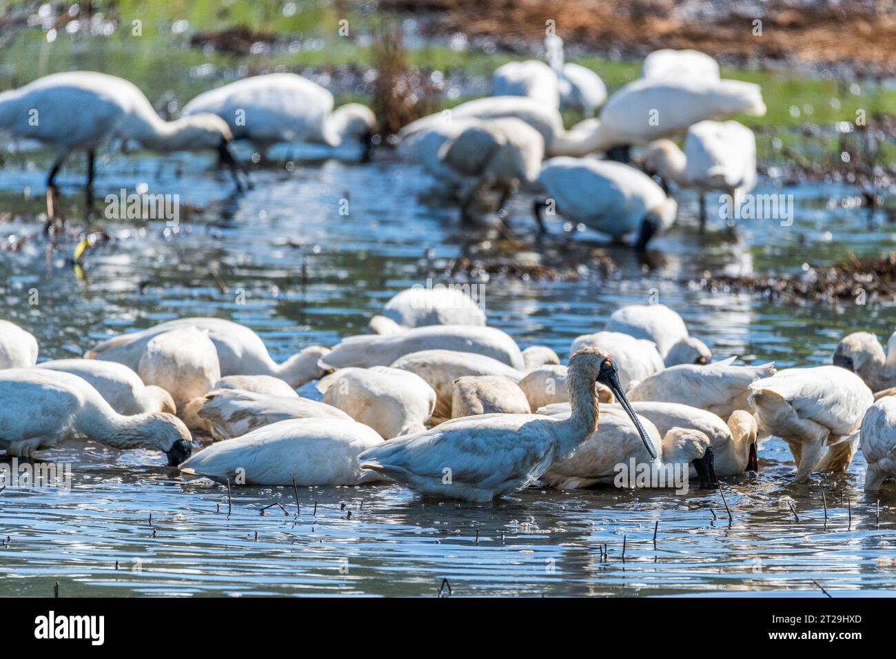 royal spoonbill (Platalea regia) also known as the black-billed ...