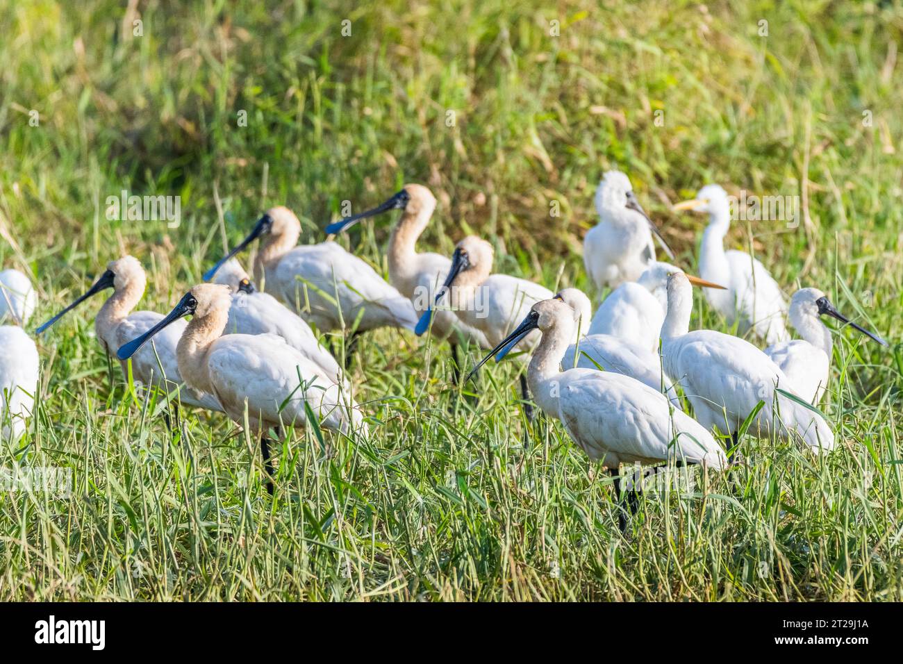 royal spoonbill (Platalea regia) also known as the black-billed ...