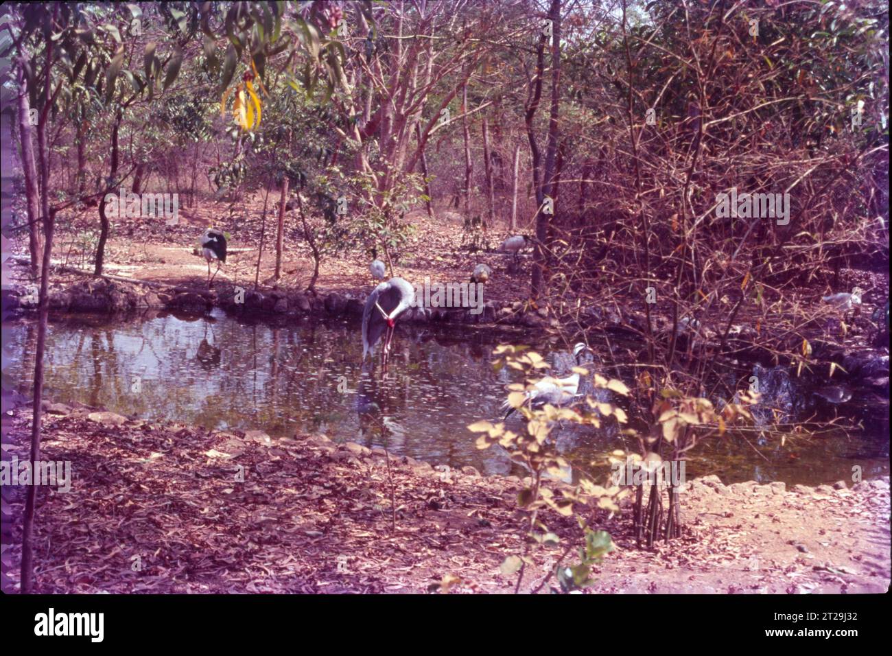 Birds in Delhi Zoo, India Stock Photo - Alamy