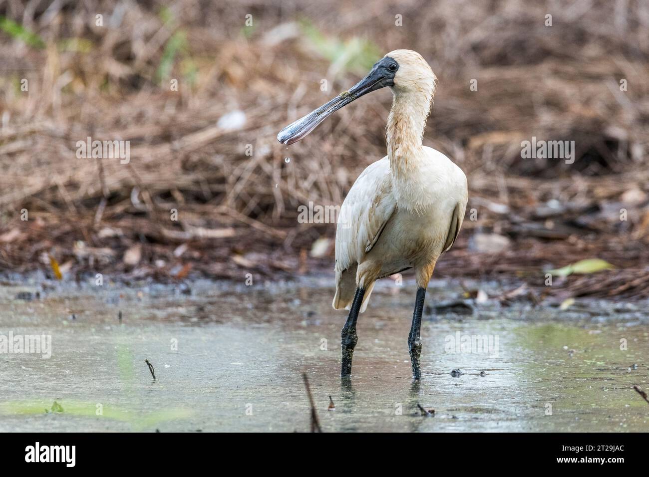 royal spoonbill (Platalea regia) also known as the black-billed ...