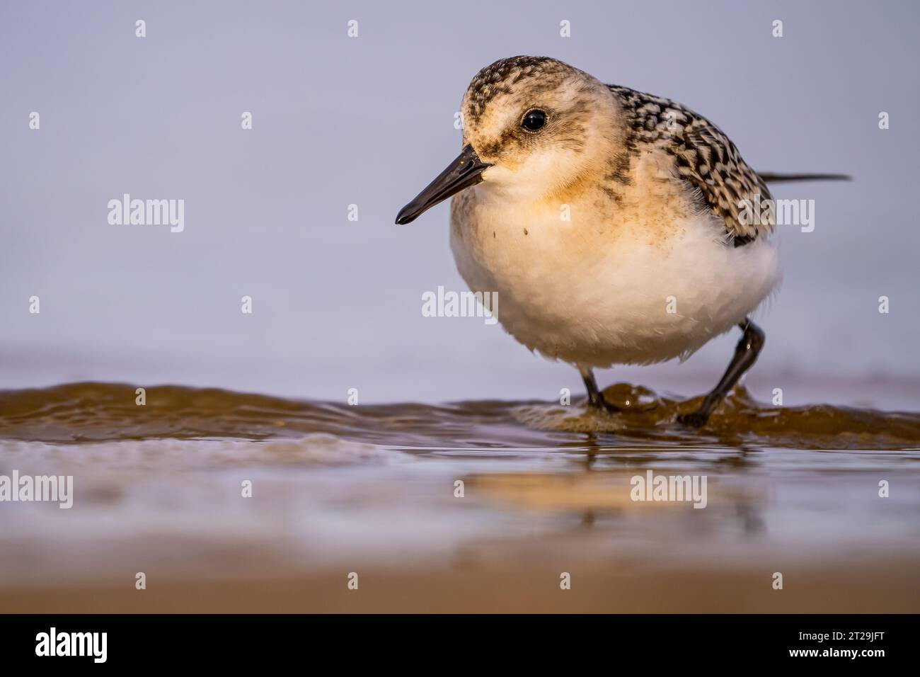 Small white Calidris alba bird with brown plumage walking in puddle and ...