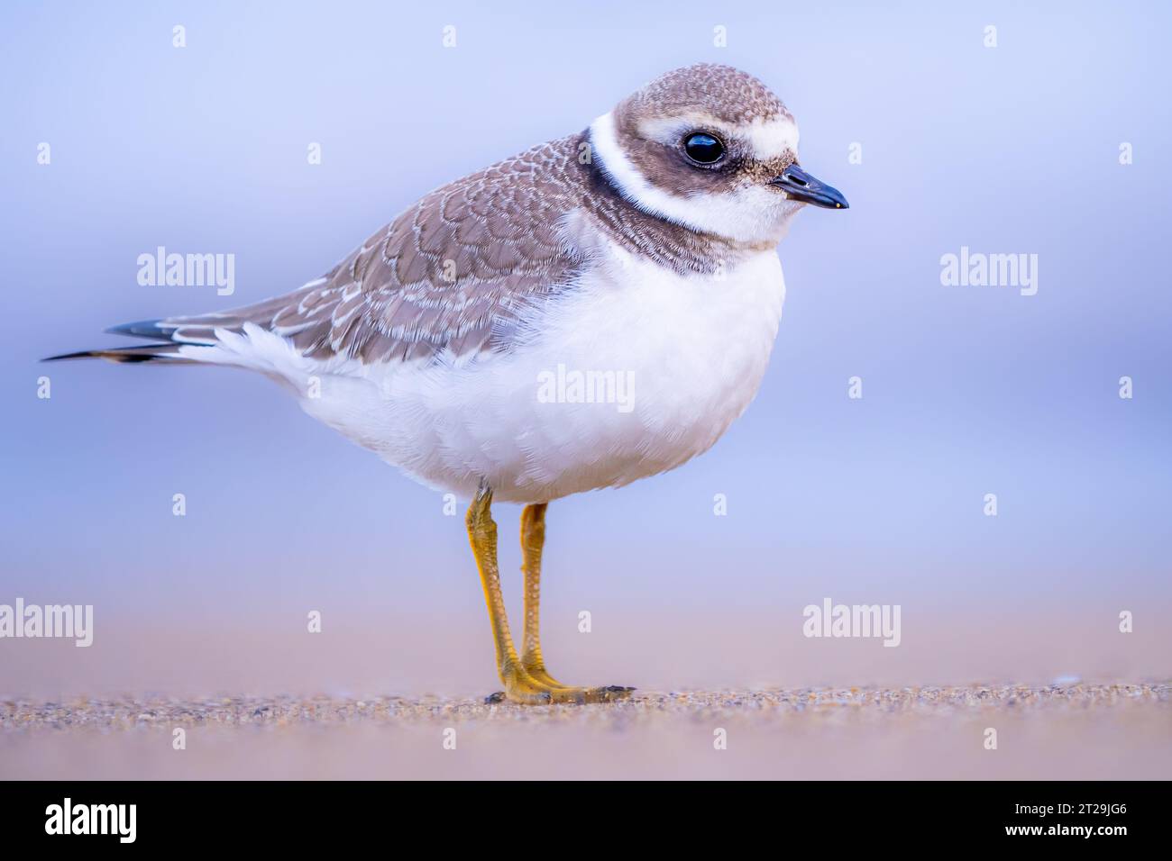 Adorable tiny common ringed plover with white and brown plumage and ...