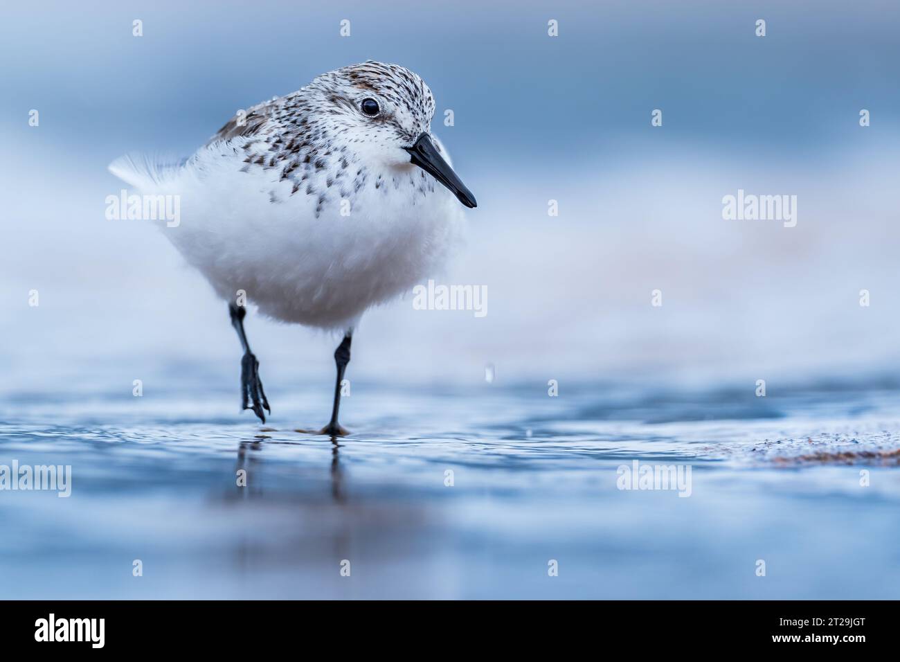 Small white Calidris alba bird with brown plumage walking in puddle ...