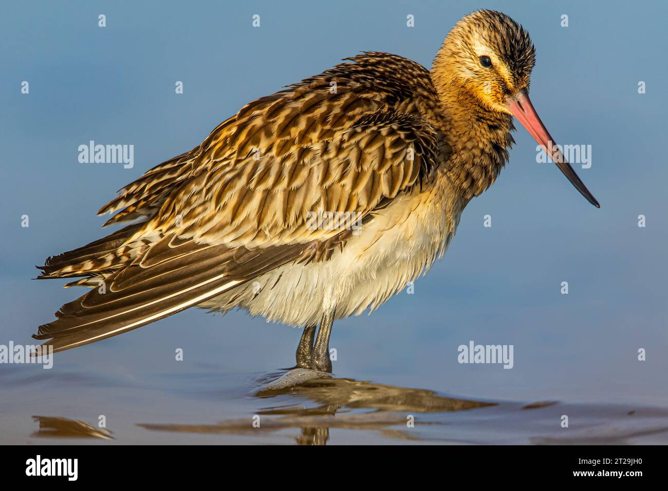 Large long legged Limosa limosa bird with slender red beak and brown ...